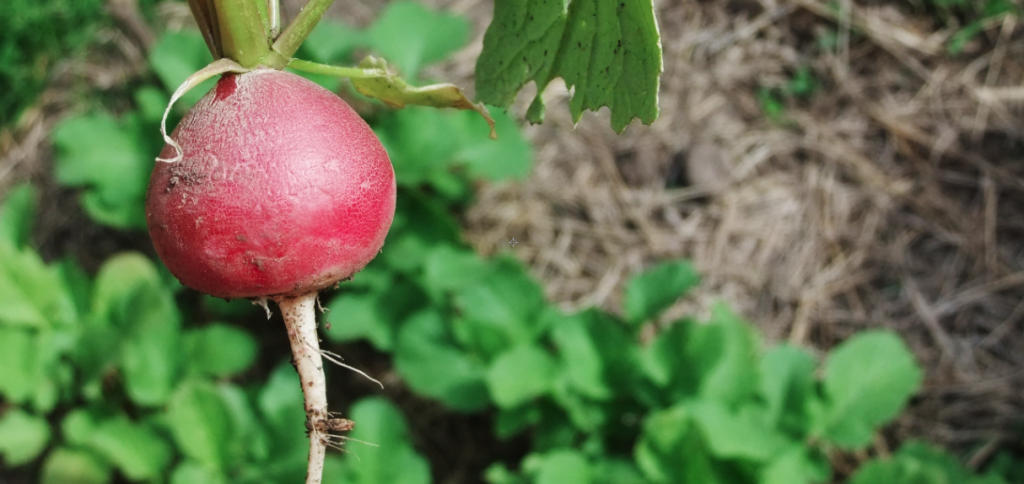 ¿Cómo cultivar Rabanito? – El Brote Urbano