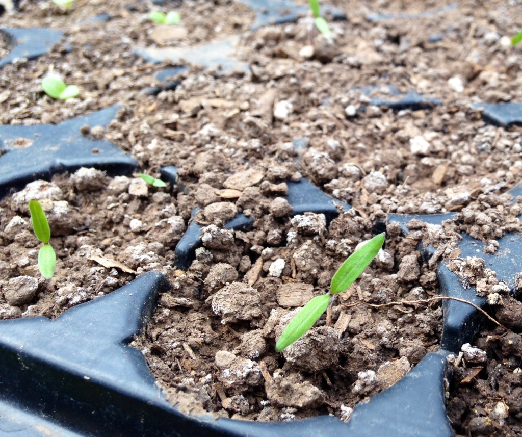 Del tomate a la semilla al tomate – El Brote Urbano