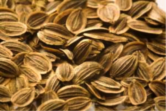 ¿Cómo cultivar Apio? – El Brote Urbano
