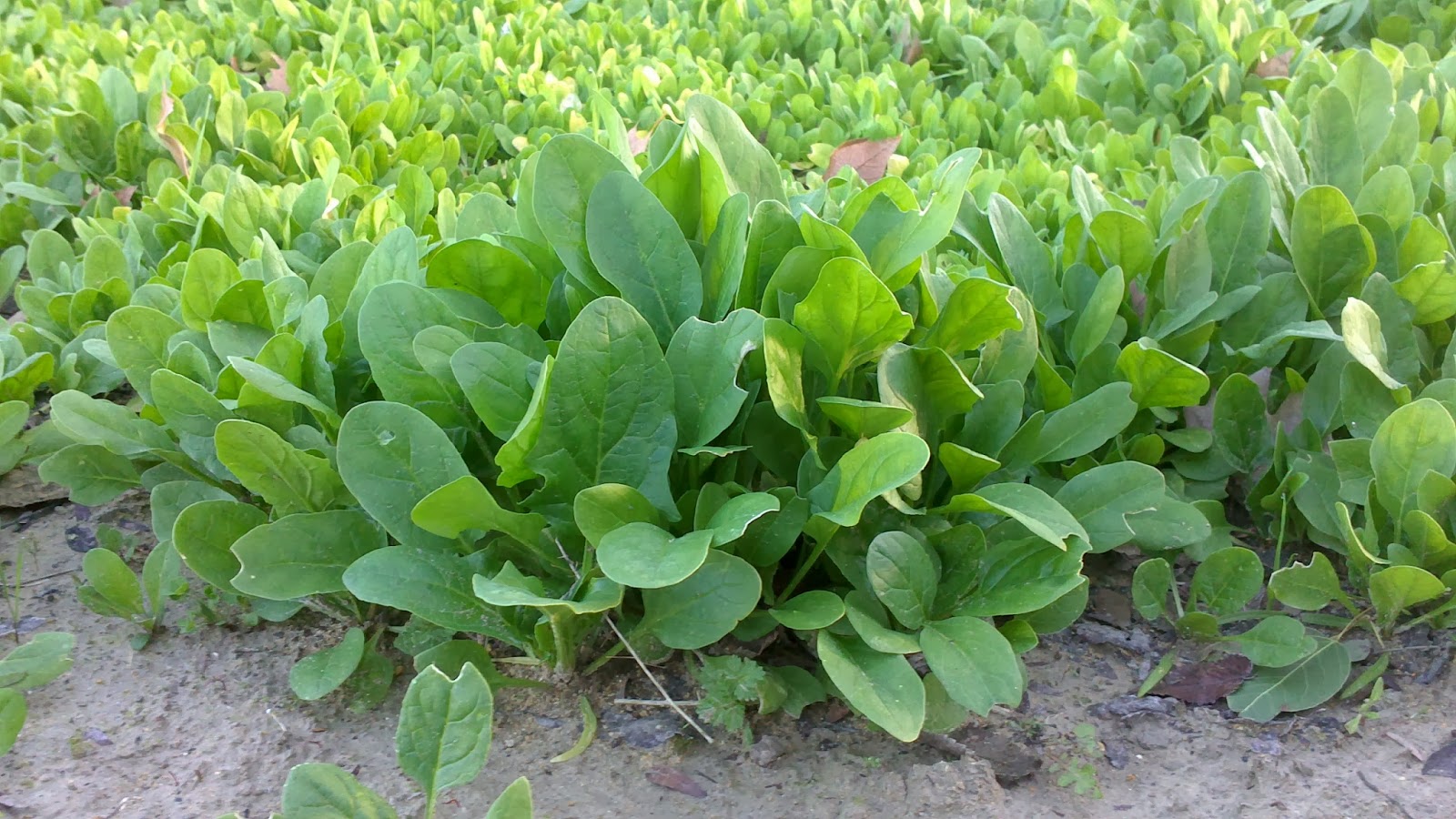 ¿Cómo cultivar Espinaca? – El Brote Urbano