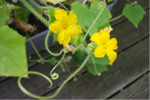 ¿Cómo cultivar Pepino? – El Brote Urbano