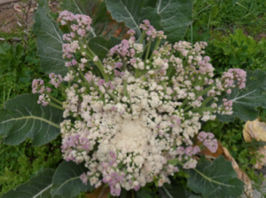 ¿Cómo cultivar Coliflor? – El Brote Urbano