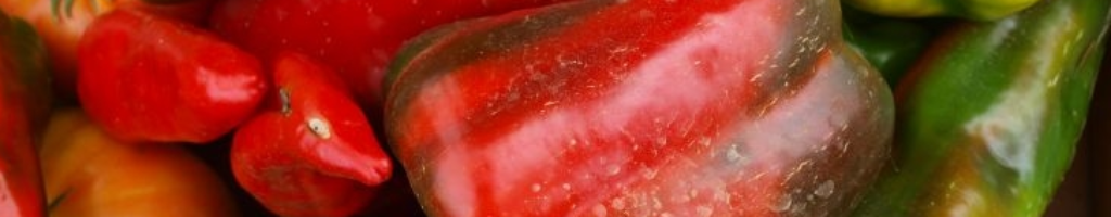 ¿Cómo cultivar Pimiento Morrón ? – El Brote Urbano