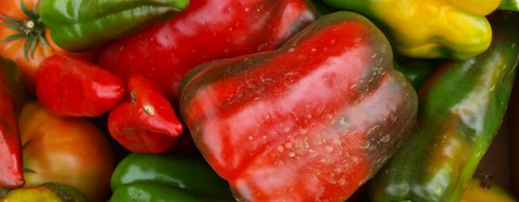 ¿Cómo cultivar Pimiento Morrón ? – El Brote Urbano