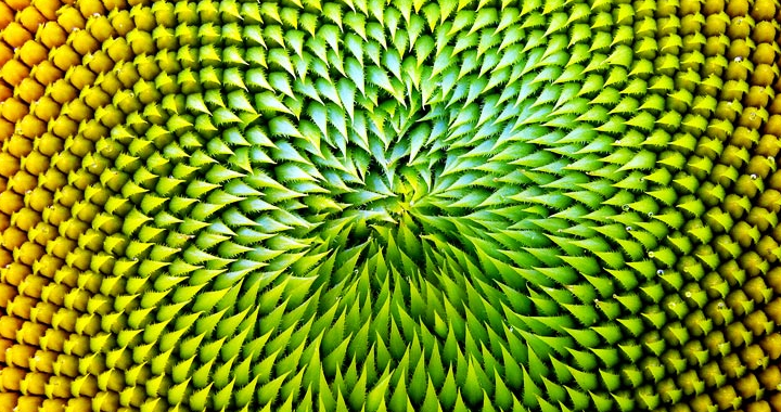 Biomimicry = Biomimesis – El Brote Urbano